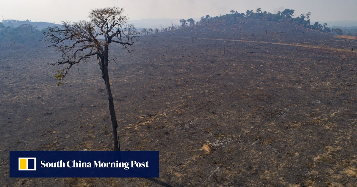 EU agrees law preventing import of goods linked to deforestation ...