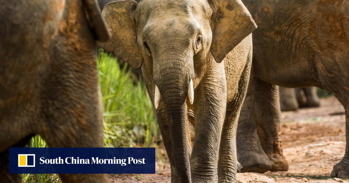 Elephant safaris in a plantation? In Sabah, Malaysia, new project lets ...