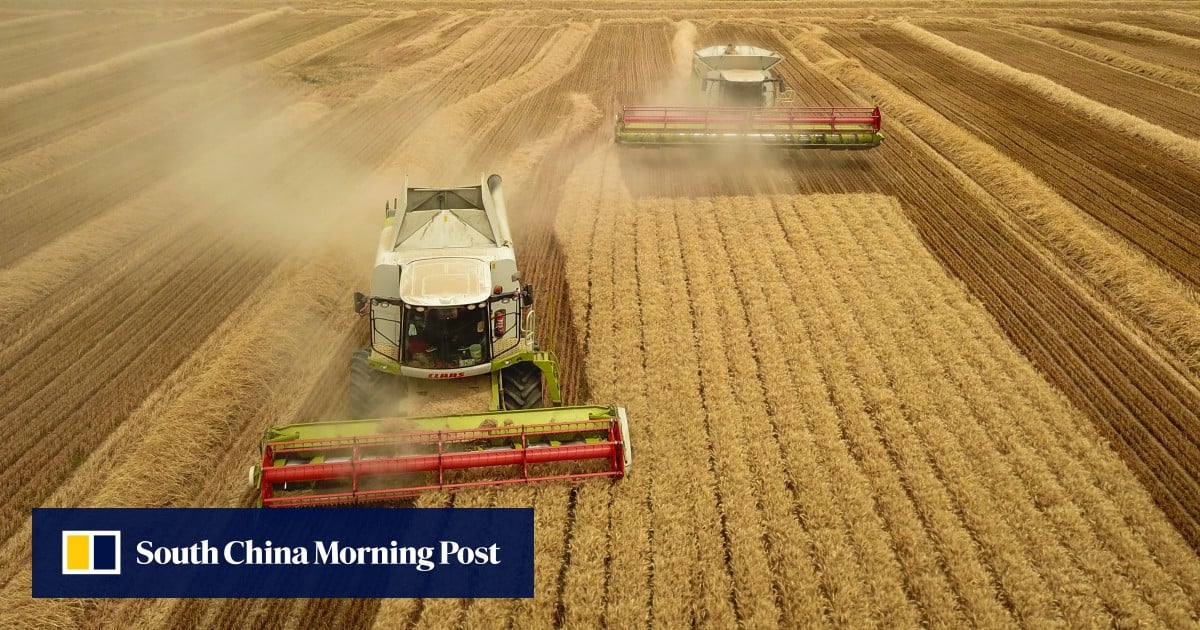 China Food Security Bumper Grain Harvest Defies Year Full Of