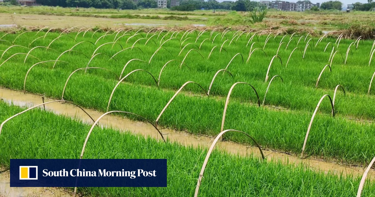 Why small Chinese farmers are warming to this new variety of rice ...