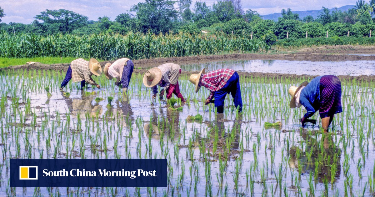 Letters | Rear fish in a rice paddy? Old ways can future-proof food ...