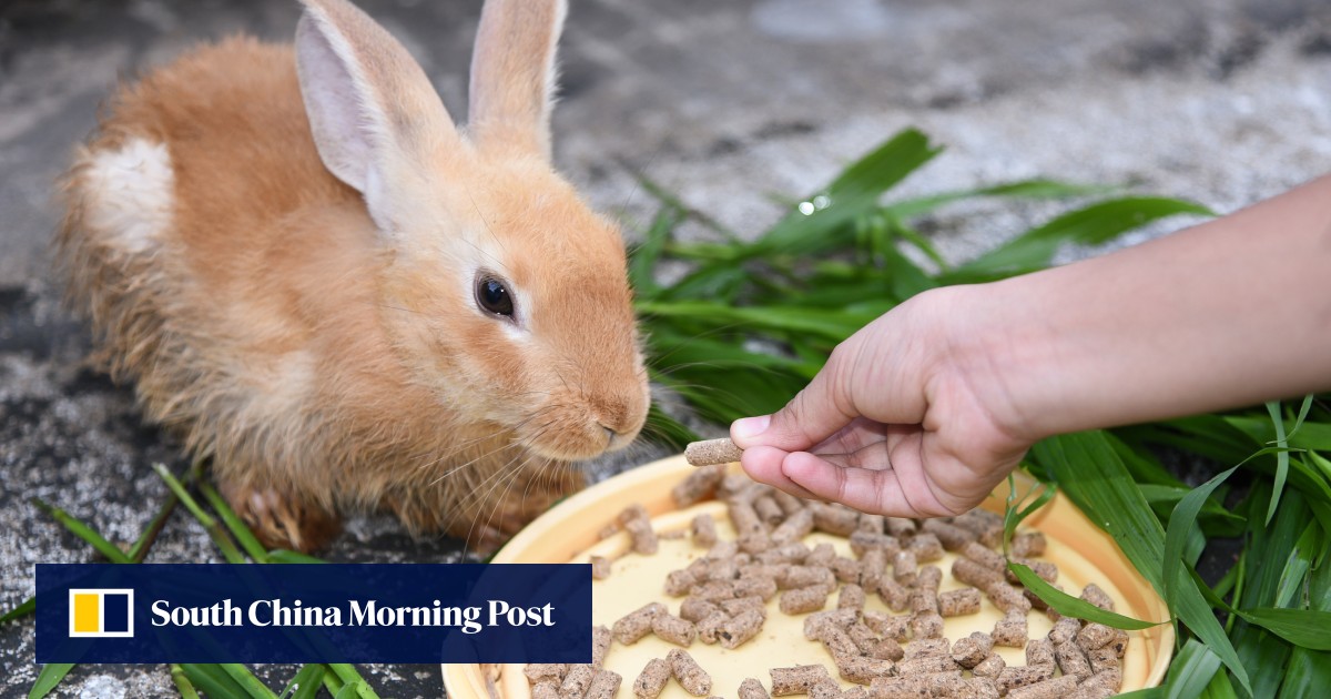 Hong Kong rabbits face health risks from feed that fails to meet ...