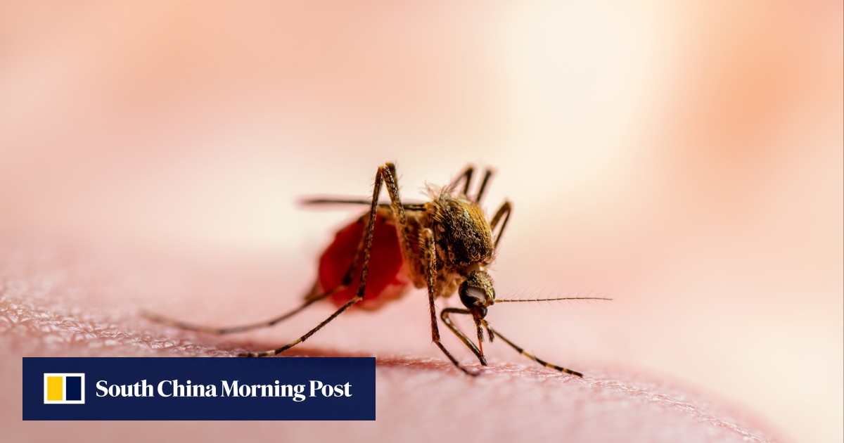 Study using mosquitoes to deliver vaccines has Chinese researchers ...