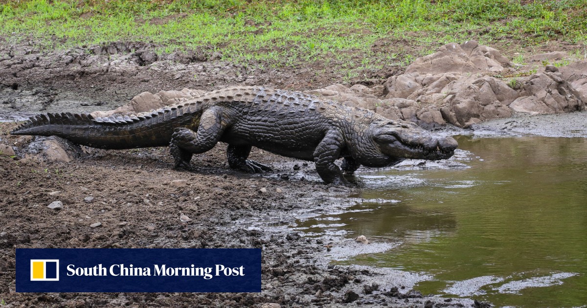 China fossil find shows how change of pace helped dinosaurs survive ...