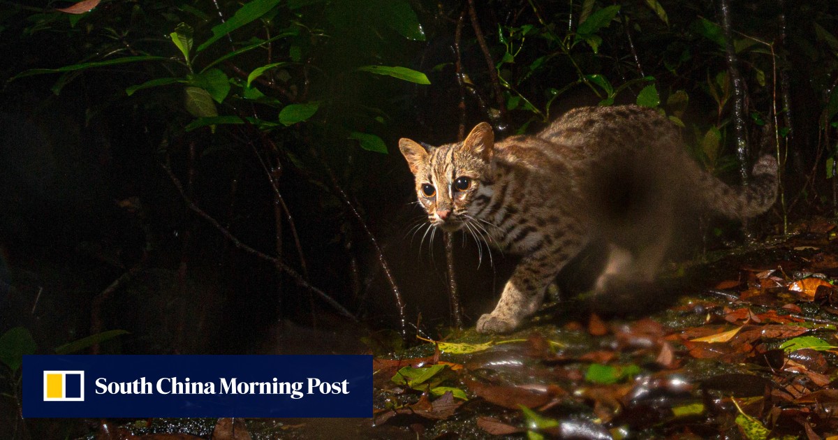 Hong Kong scientists excited to find rare leopard cats thriving in ...