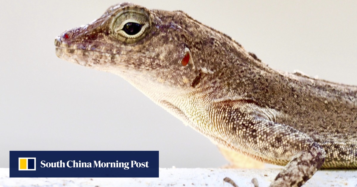 Scientists hunt Puerto Rico lizards to see how they genetically morph ...