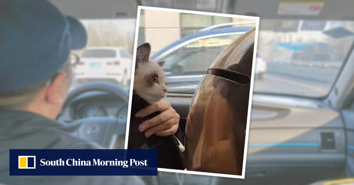 ‘Pets are family’: Beijing woman and 2 kittens carpool for 26 hours on ...