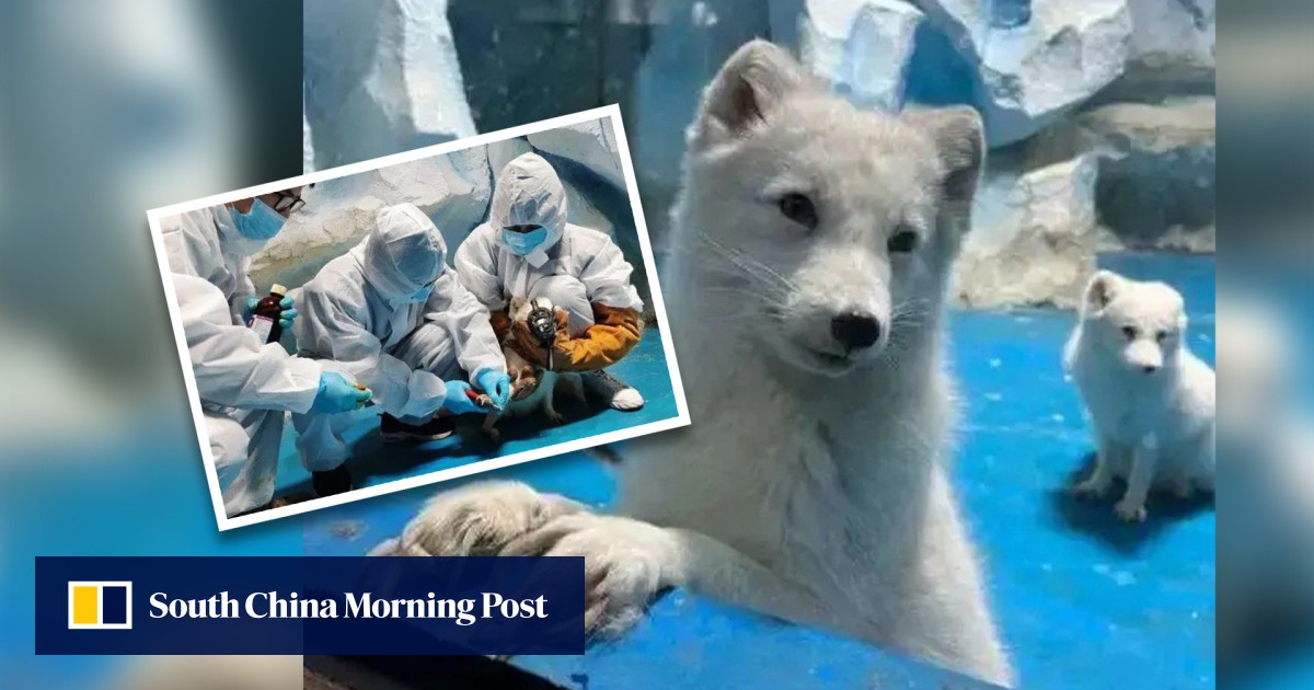 ‘So wretched’: Arctic foxes at Chinese zoo get emergency pedicures ...
