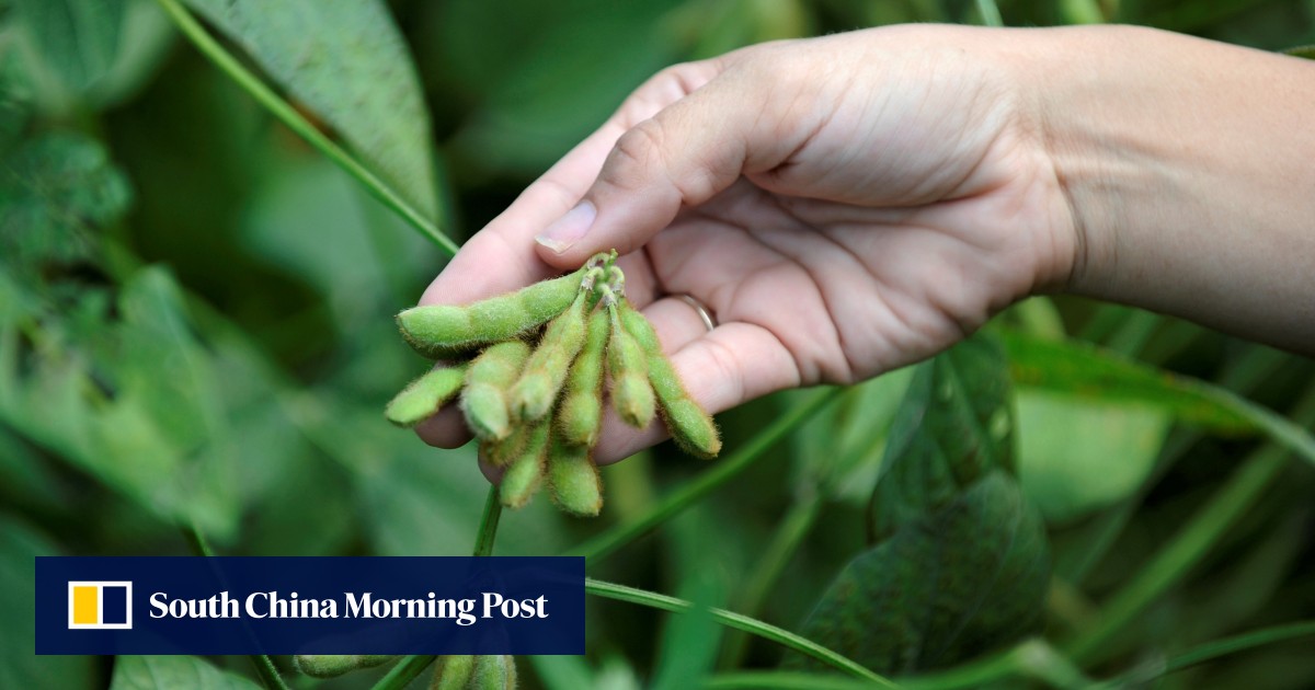 China’s soybean output tops 20 million tonnes for first time as it ...