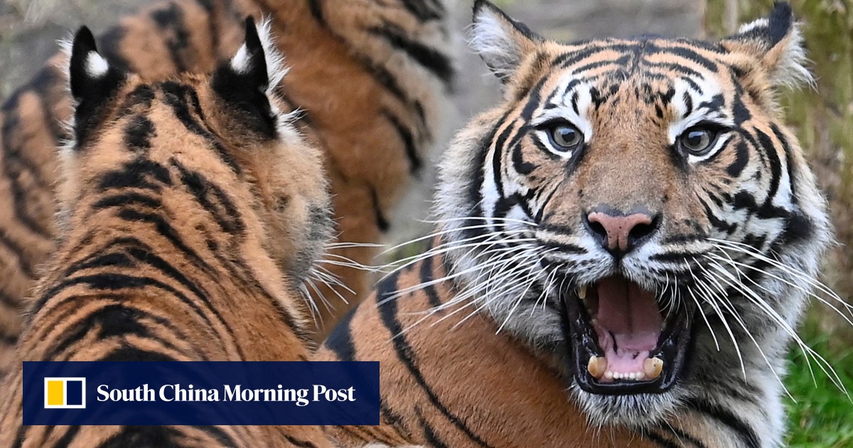 Indonesia officials vow to capture tiger behind second attack in 5 days ...