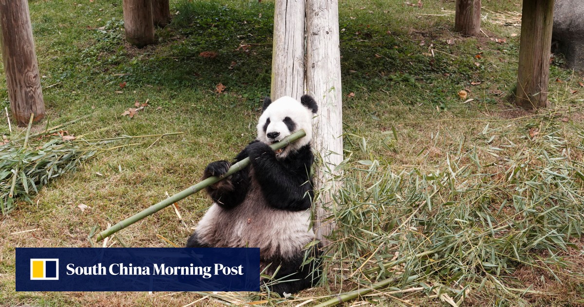 Giant panda Le Le dies after 20 years at Memphis Zoo | South China ...