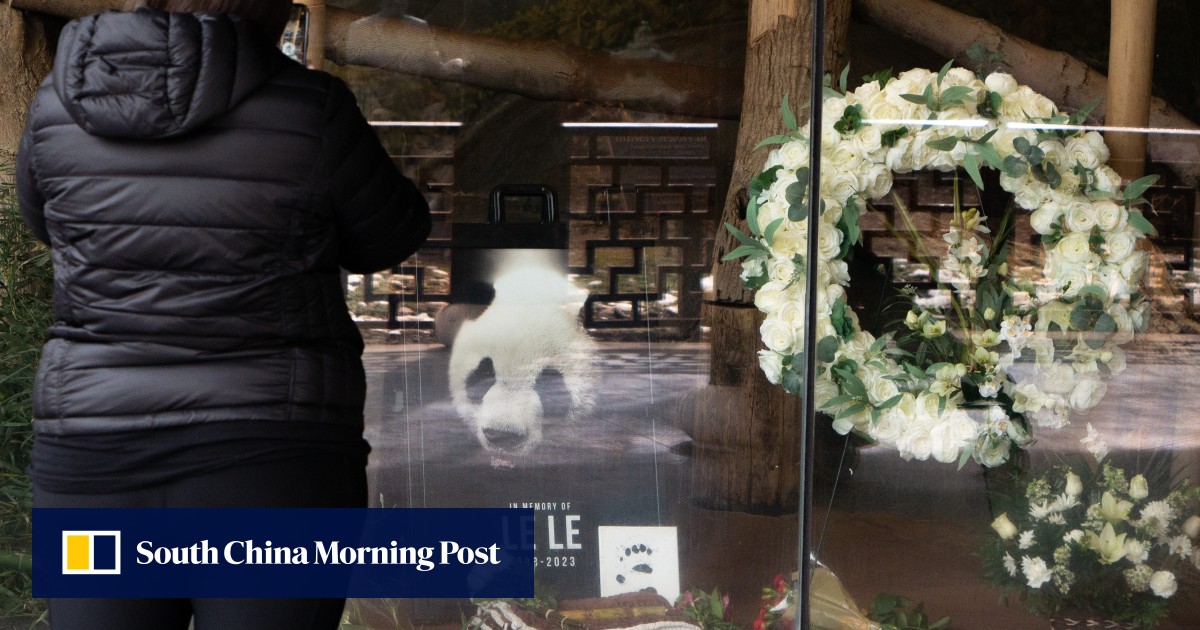 Chinese team to investigate death of giant panda Le Le in the US ...