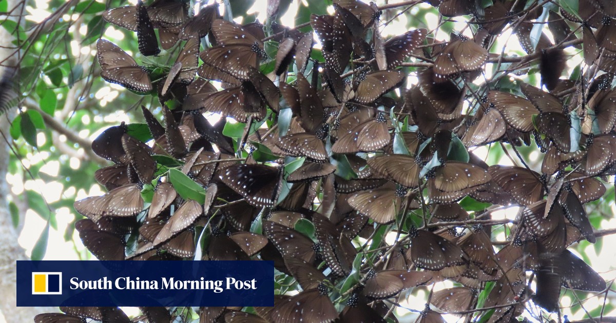 Scientists seek public help to keep track of butterflies across Hong ...