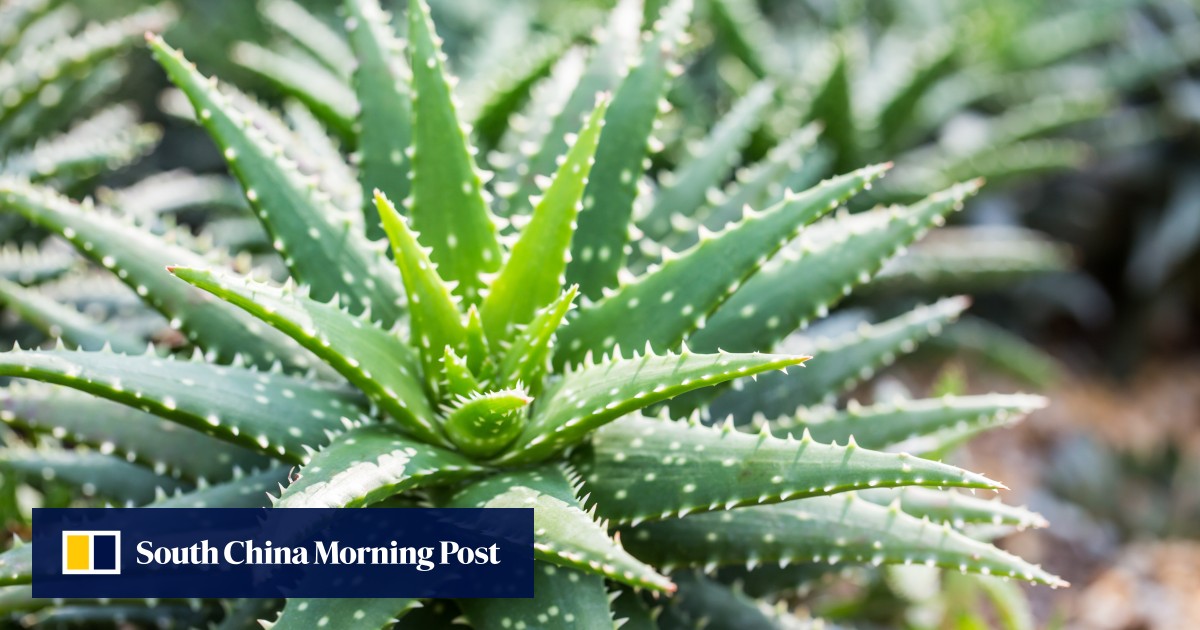 Aloe vera: why Nicki Minaj, Drew Barrymore, Salman Khan love it – and ...