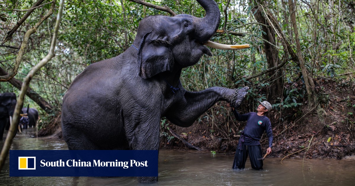 The race to save Sumatran elephants, endangered and losing their ...
