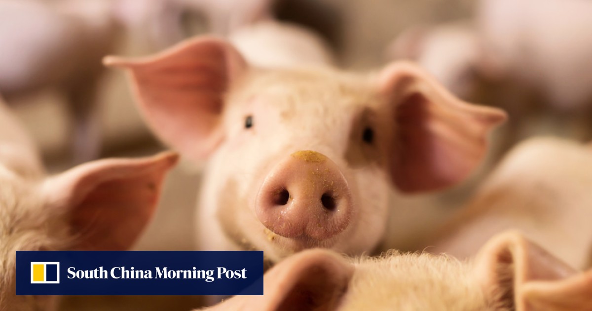 100 pigs at Hong Kong farm culled after 32 cases of African swine fever ...