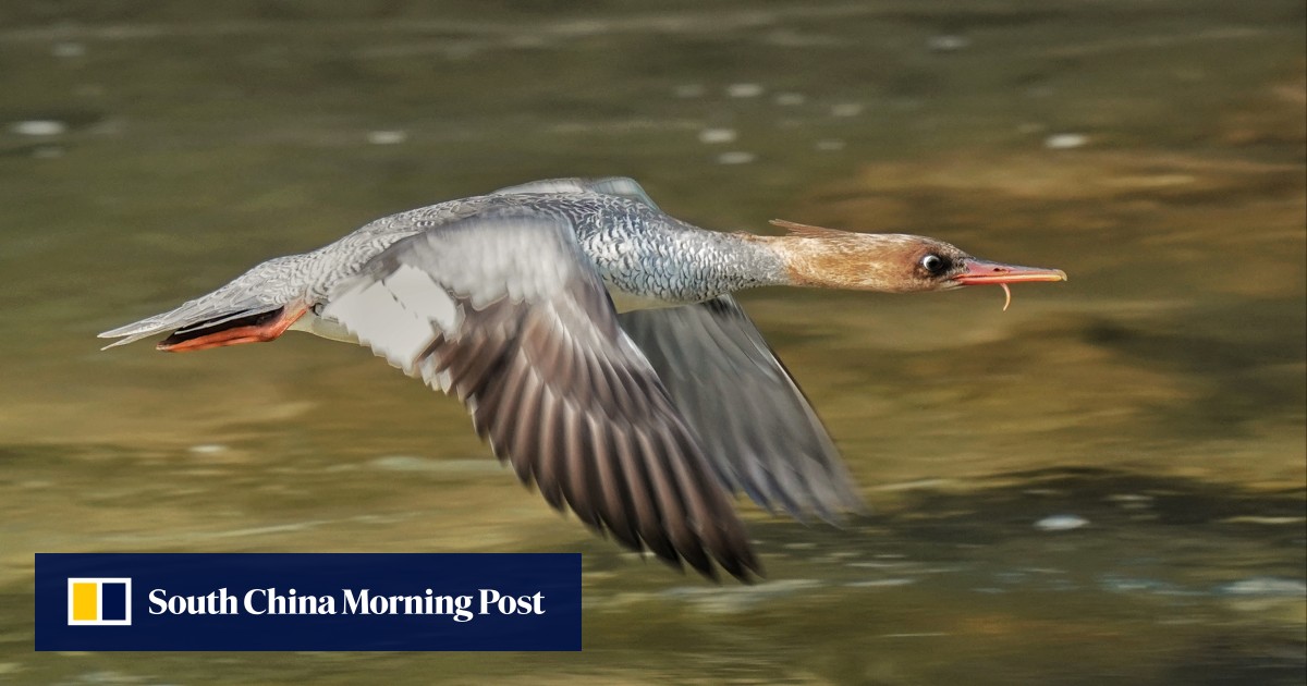 Birdwatchers go quackers over endangered duck’s first visit to Hong ...