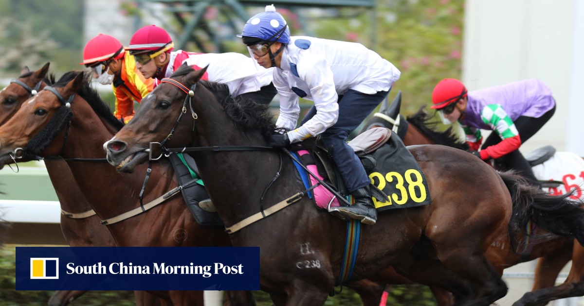 Stewards’ Cup winner Golden Sixty trials ahead of Gold Cup rematch with ...