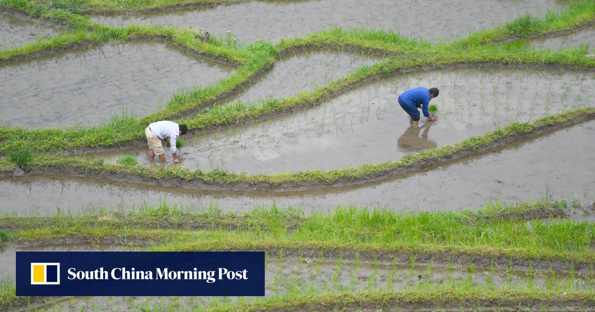 Higher carbon dioxide levels could put rice crops at risk, study finds ...