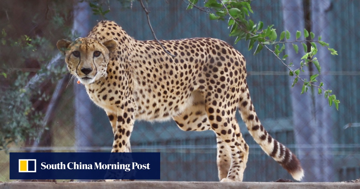 India welcomes 12 cheetahs from South Africa for rewilding in ...