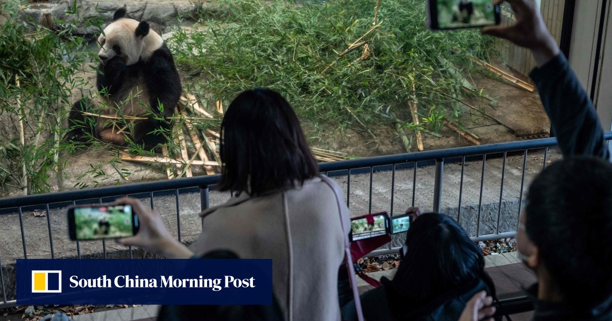 Japan bids tearful farewell to 4 pandas returning to China | South ...