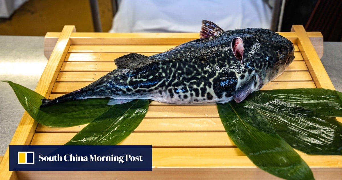 Fukushima fishing community pins hopes on ‘lucky tiger’ pufferfish ...