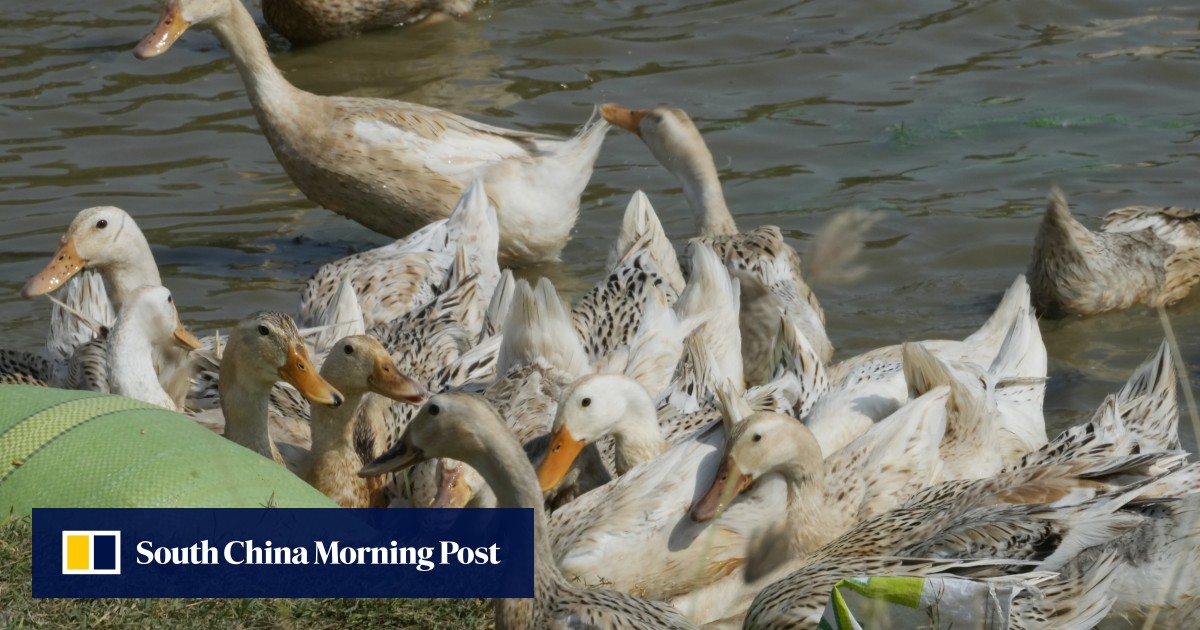 Bird flu kills 11-year-old girl in Cambodia, first human case in ...