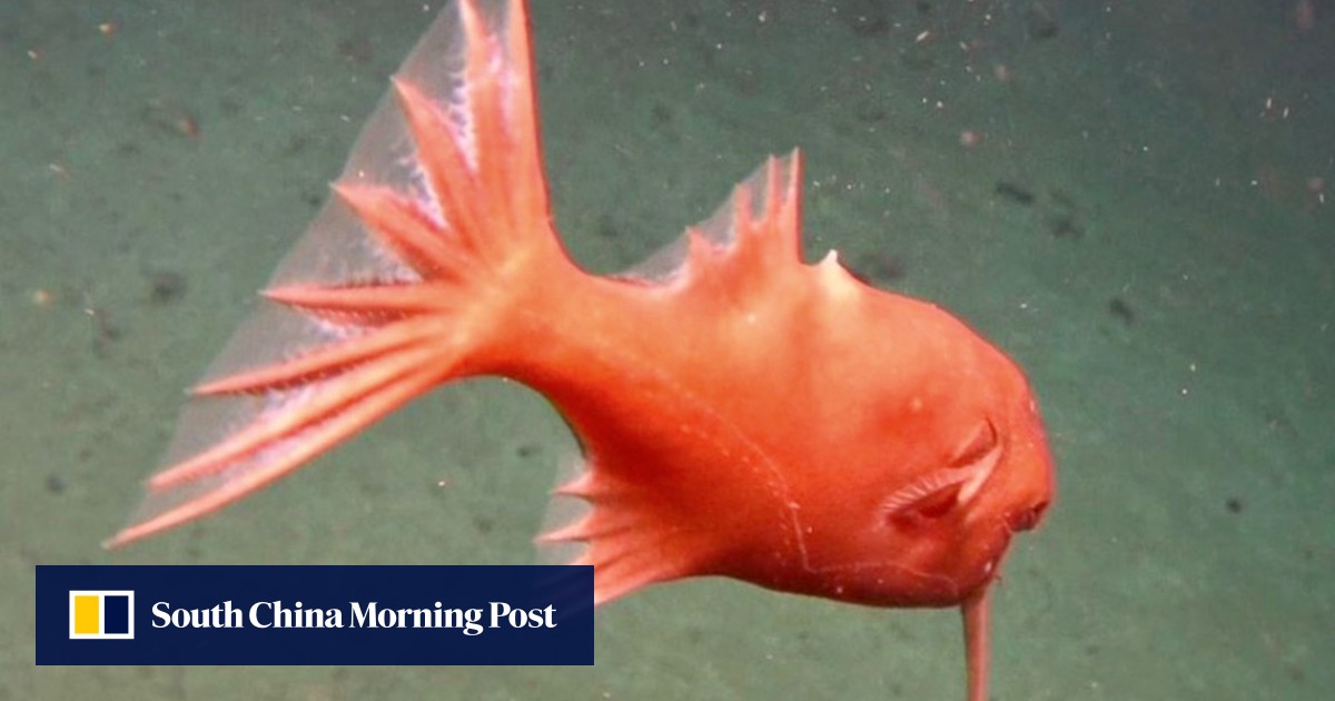 China-led Pacific Ocean dive reveals deep-sea secrets in Kermadec ...