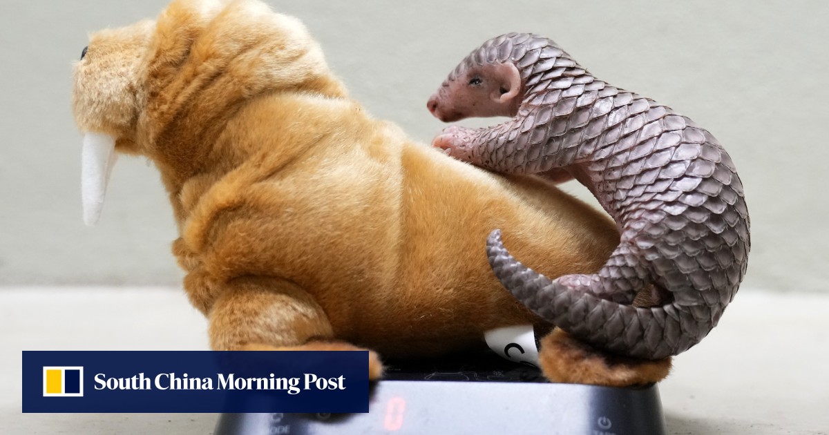 First Chinese pangolin baby ‘Little Cone’ in Europe born in Prague zoo ...