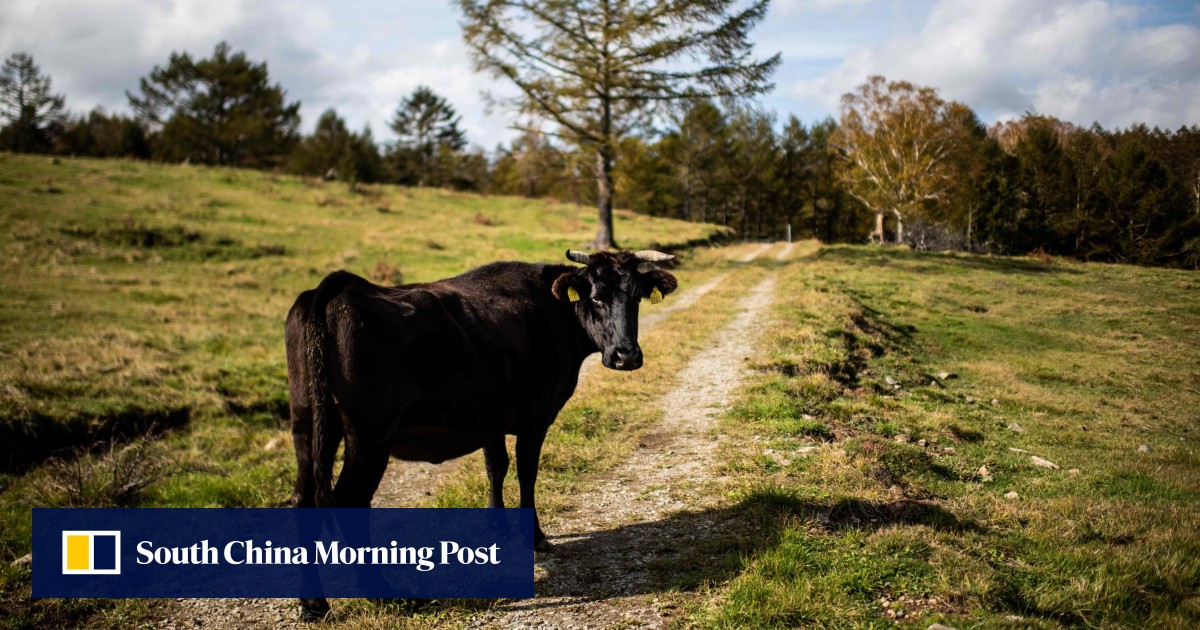 Japan researchers working to reduce climate impact of cow burps | South ...