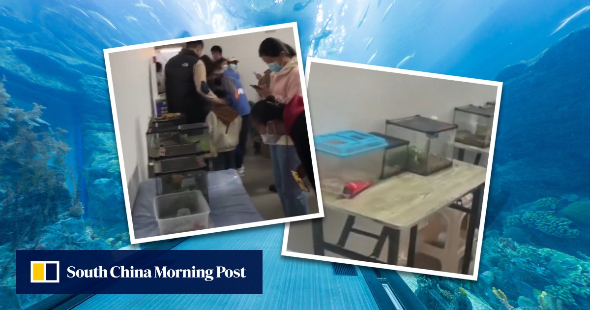 ‘Like a Stephen Chow comedy’: angry Chinese woman lured to bogus ...