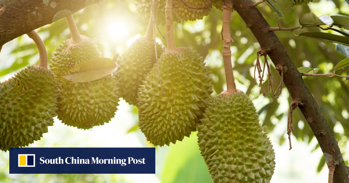 Durian from China? Hainan gears up for first harvest of Southeast Asia ...