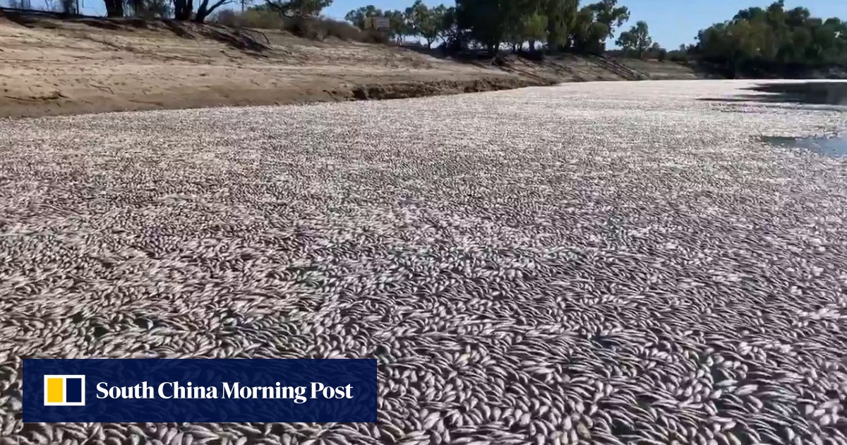 ‘It’s horrific’: millions of dead fish clog Australia’s Darling River ...