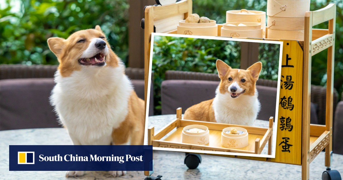 Doggy dim sum cart: Hong Kong hotel rolls out canine catering red ...