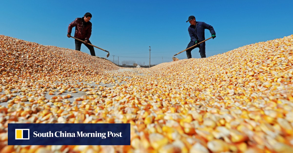 China ups US corn purchases at start of 2023 following record ...