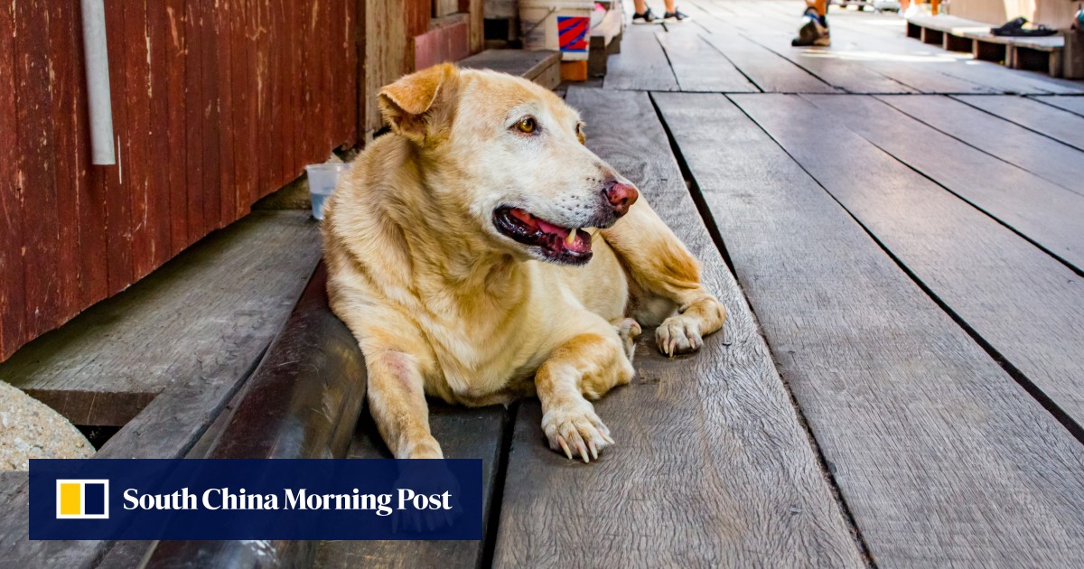 Malaysian animal activists unleash fury towards dogcatchers’ ‘repulsive ...