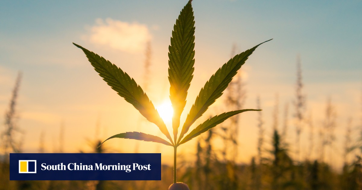 What science says about CBD, derived from cannabis, used in food ...