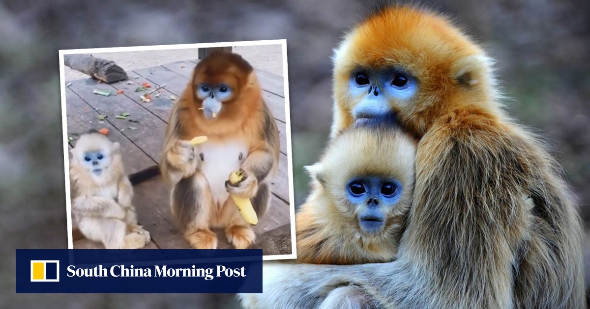 ‘Maternal love is boundless’: video of snub-nosed monkey in China ...
