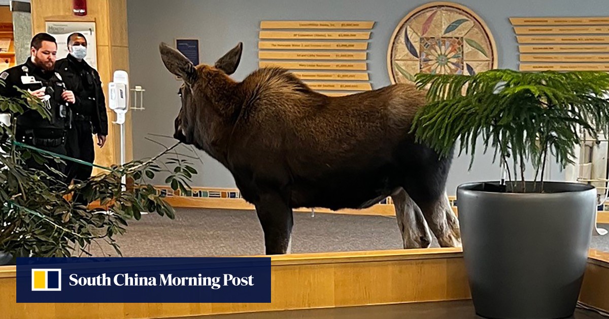 How do you get a moose out of an Alaska medical facility? Very ...