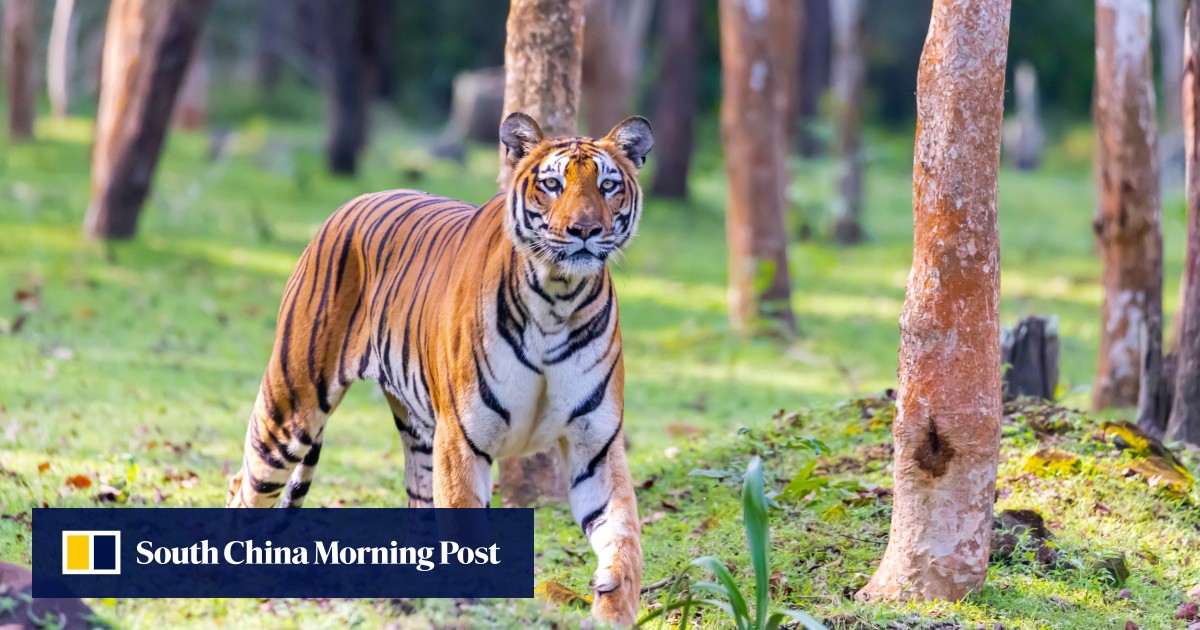 As India’s tiger count rises, indigenous people demand land rights ...