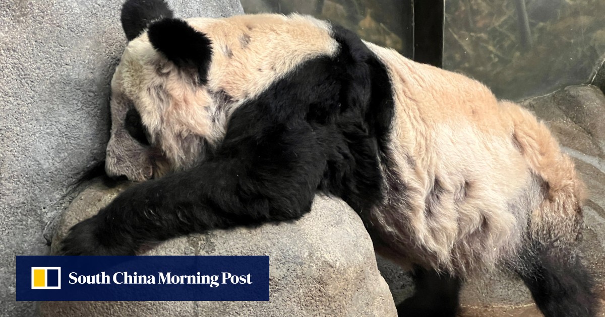 Memphis Zoo holds farewell party for Ya Ya the giant panda ahead of ...