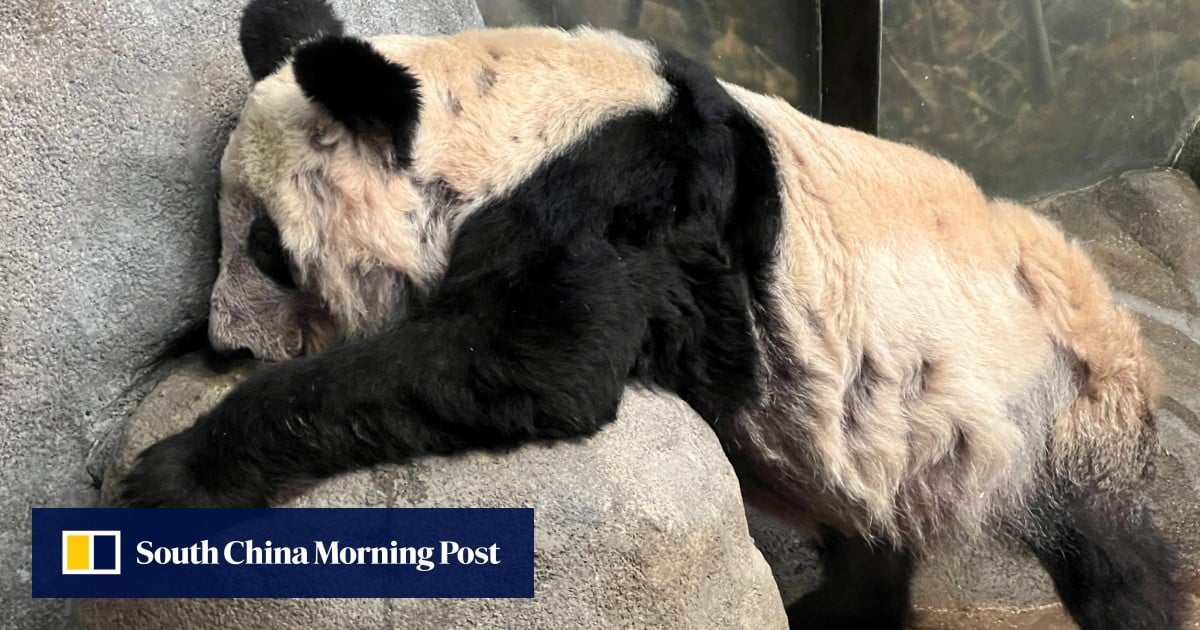 Memphis Zoo holds farewell party for Ya Ya the giant panda ahead of ... Memphis Zoo holds farewell party for Ya Ya the giant panda ahead of ...