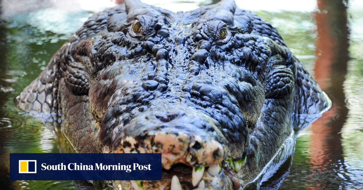 Australian fisherman pokes crocodile in the eyes to escape attack ...