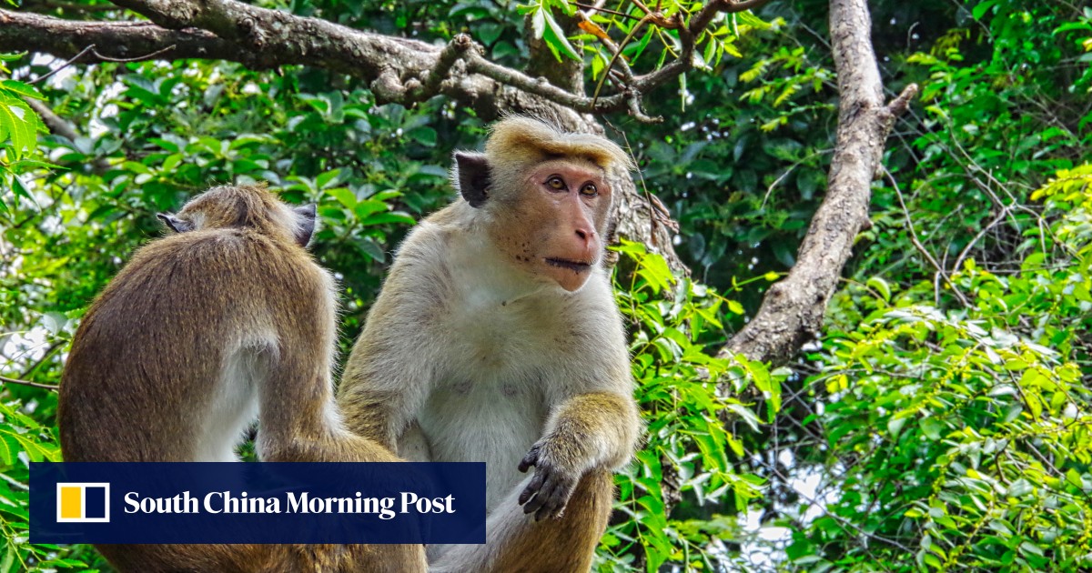 Monkey business: Cash-strapped Sri Lanka mulls sale of some 100,000 ...
