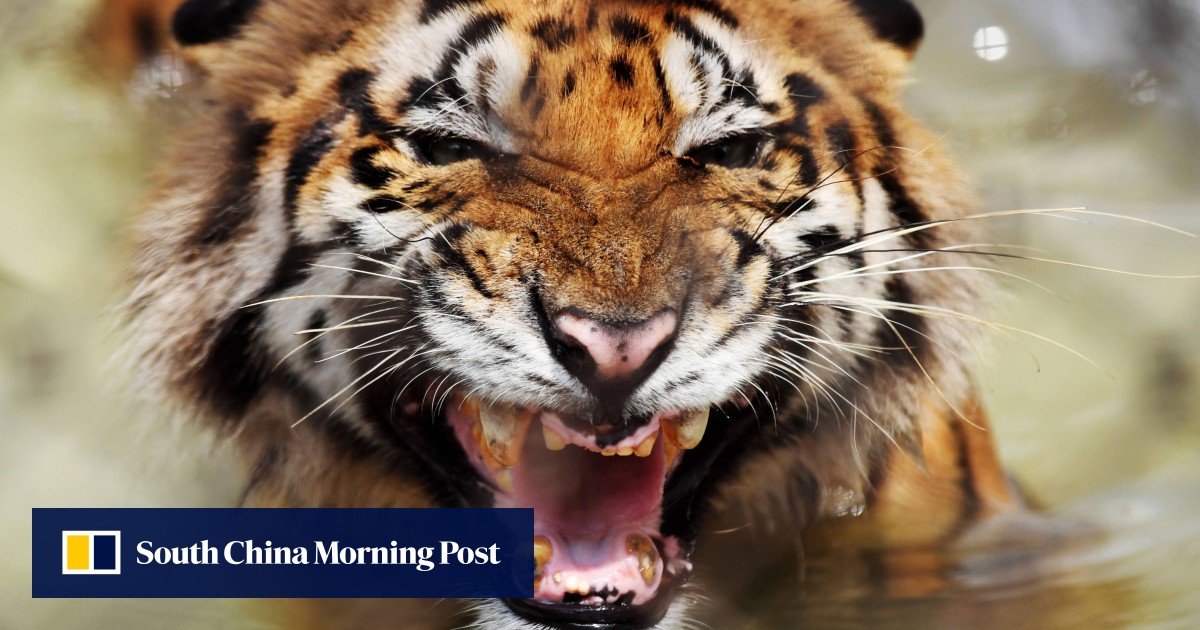 India battles rising tiger attacks with armed forest guards, curfews ...