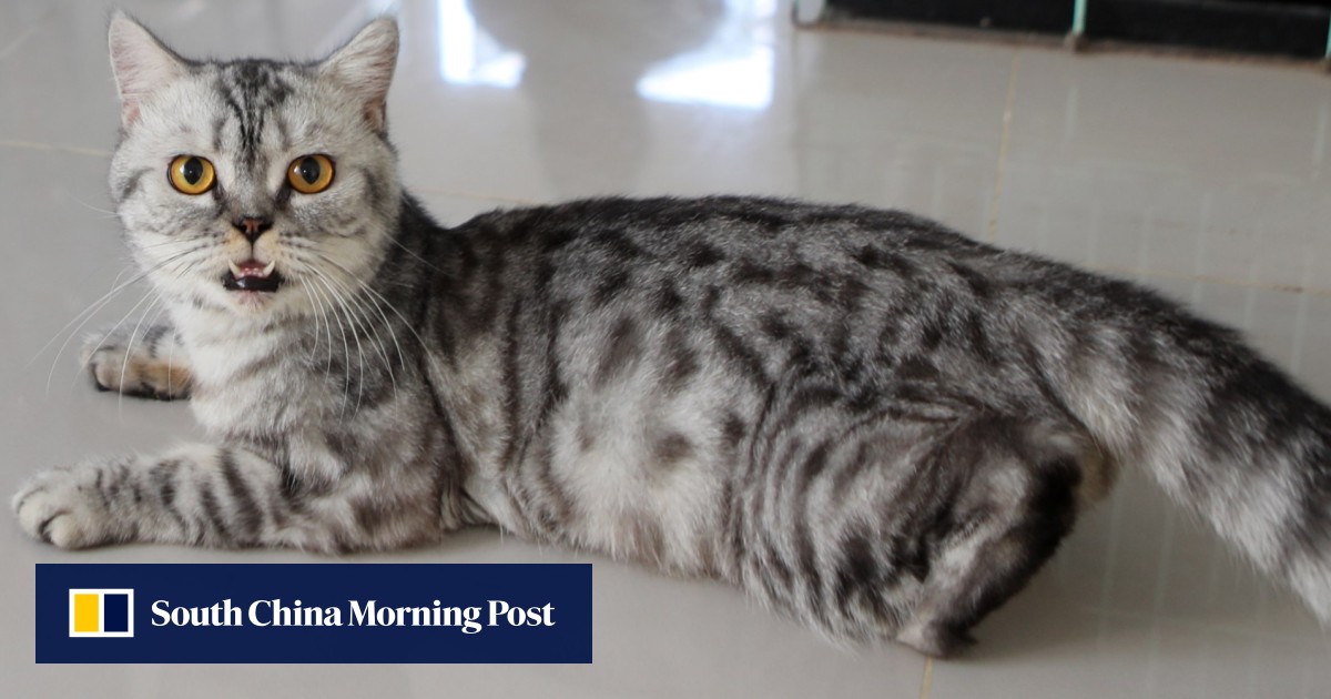 New Zealand axes cat-killing competition for children after backlash ...