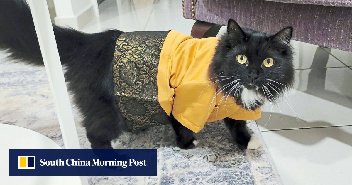 Malaysian cat owner decks up pets in Eid costumes as rising fashion ...