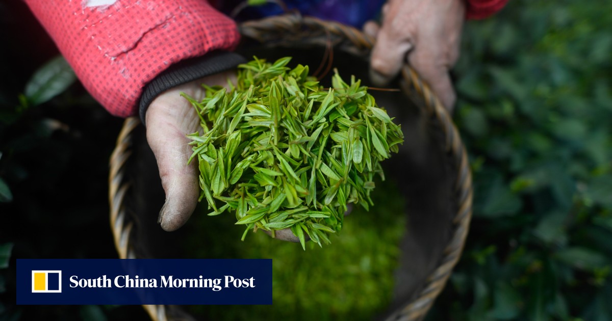 Scientists in China’s tea hub claim to have brewed cheaper and ...