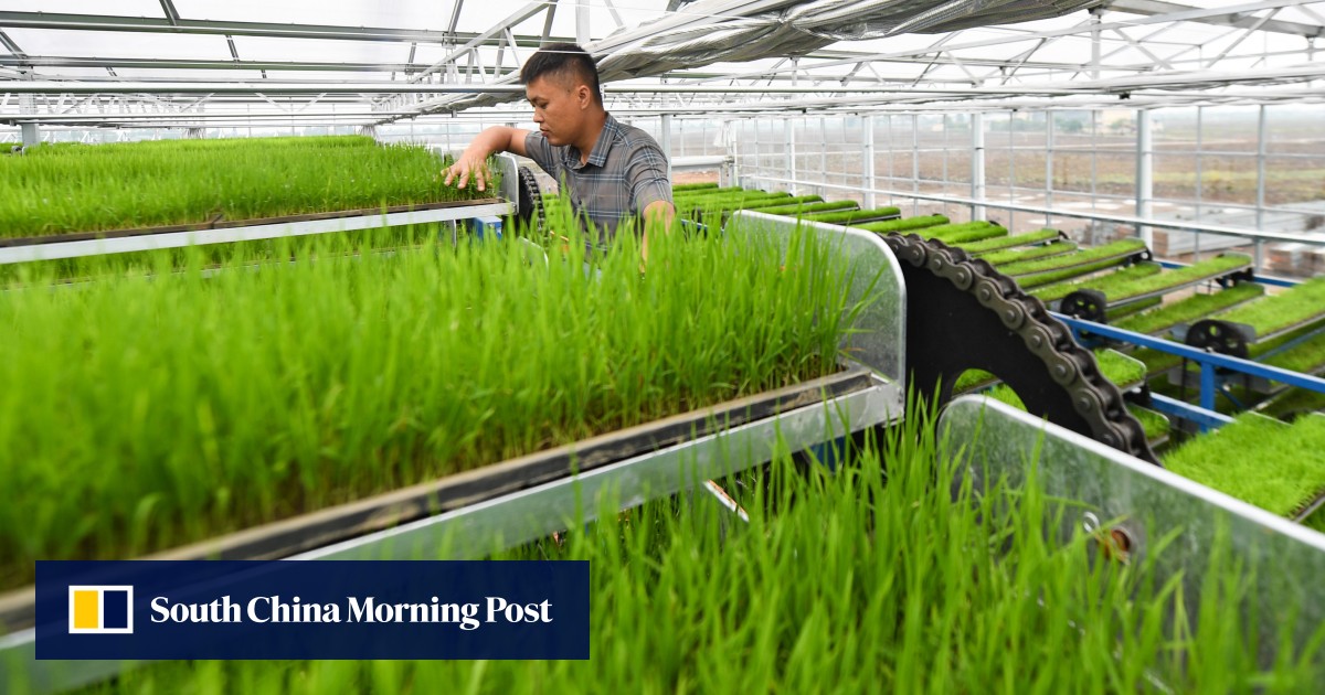 China ups food security drive, plans to grow 90 per cent of its grain ...