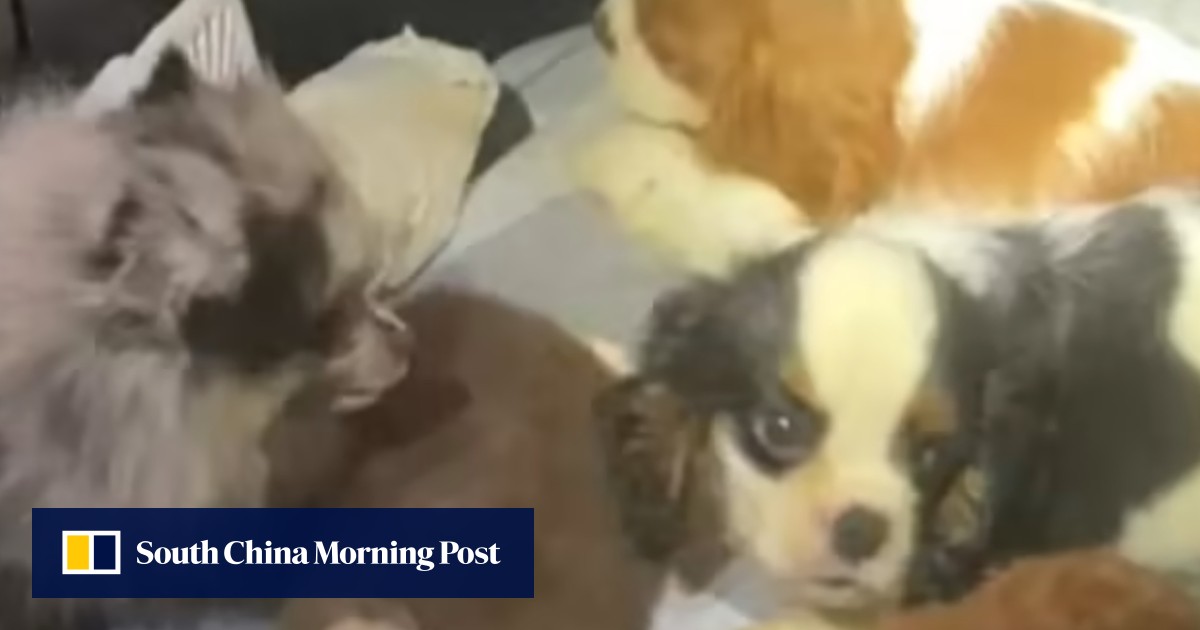 Singapore jails man for smuggling puppies, kittens from Malaysia after ...